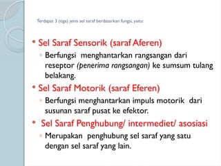 ANATOMI SISTEM SARAF.pptx Sistem saraf adalah sistem yang mengatur dan ...