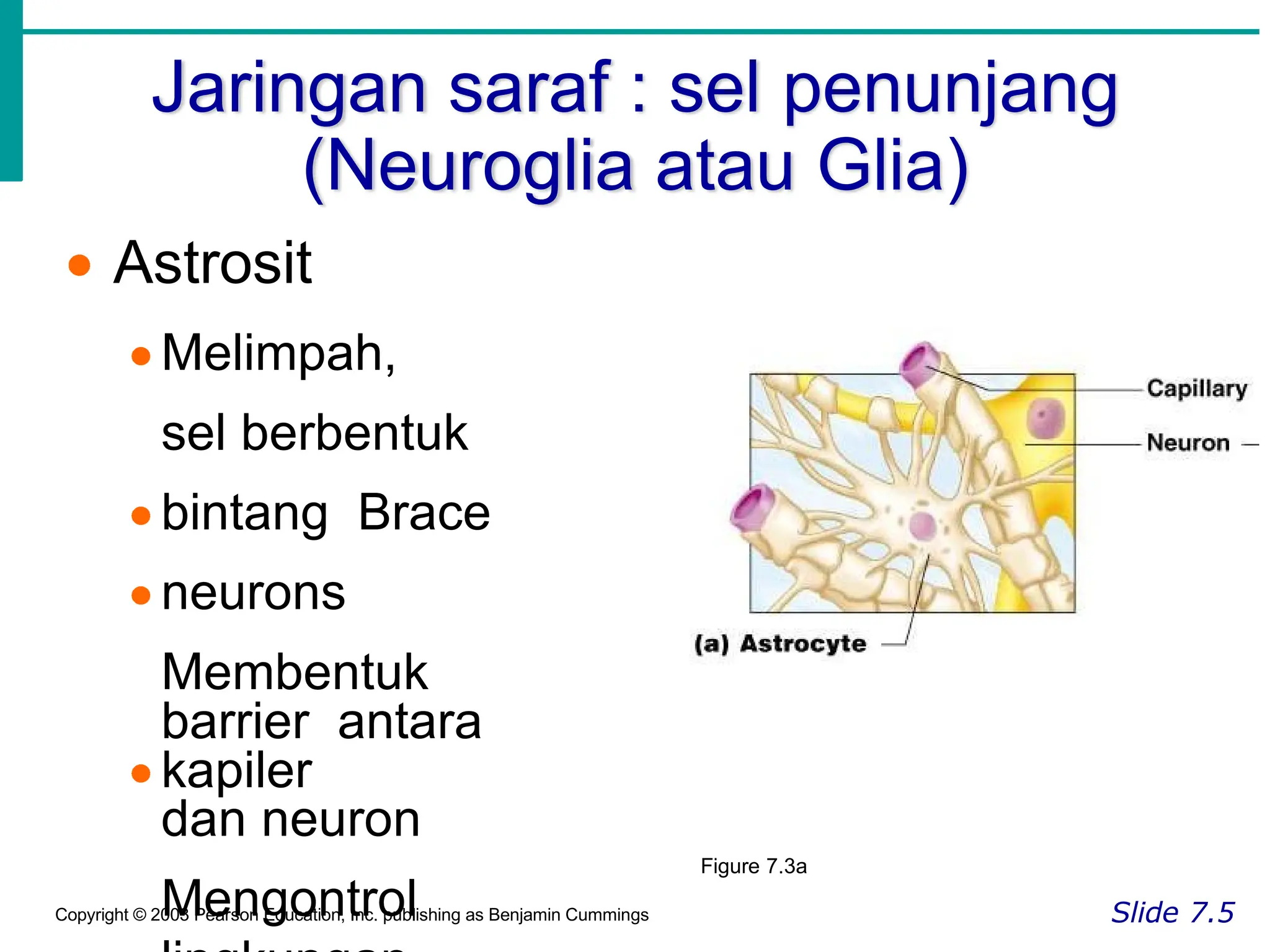 anatomi sistem saraf terkait anatomi dan fisiologi.pptx