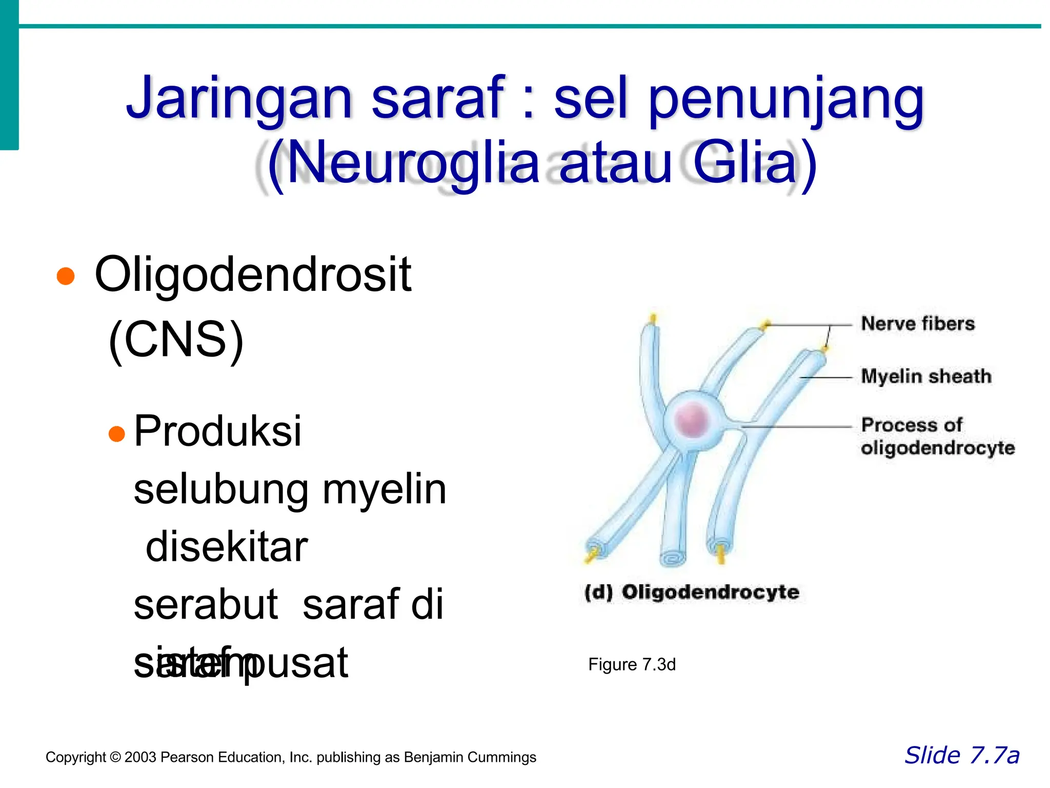 anatomi sistem saraf terkait anatomi dan fisiologi.pptx