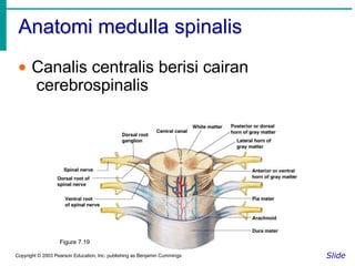 anatomi sistem saraf terkait anatomi dan fisiologi.pptx