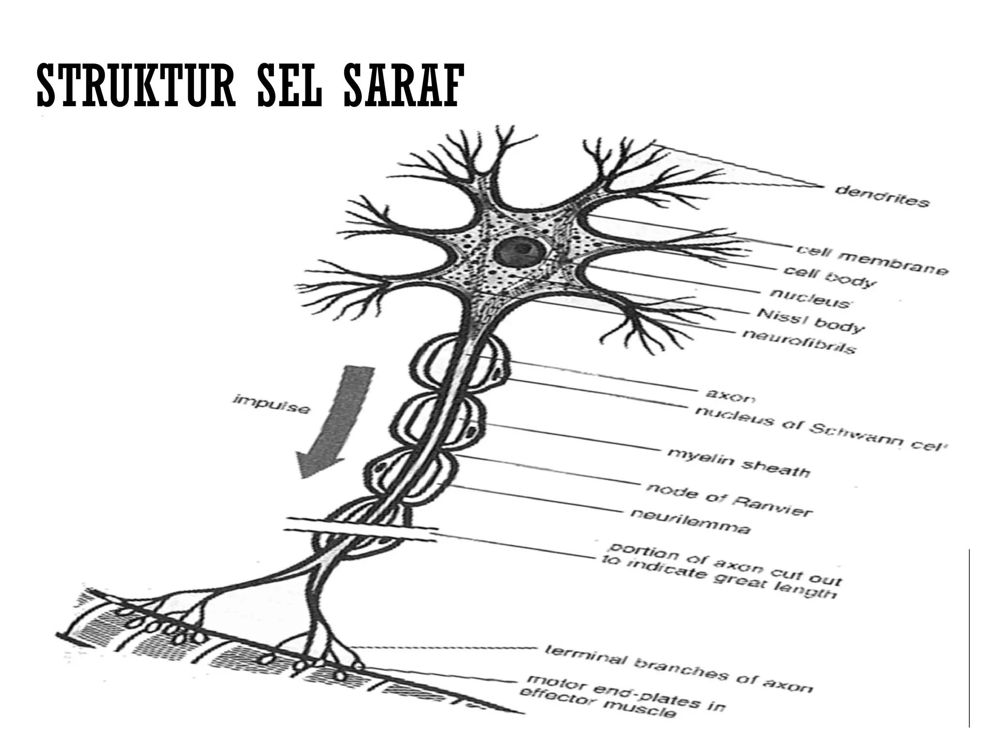 Anatomi Sistem Saraf dr. Muhamad Mahir.pptx