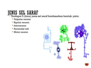 Anatomi Sistem Saraf dr. Muhamad Mahir.pptx