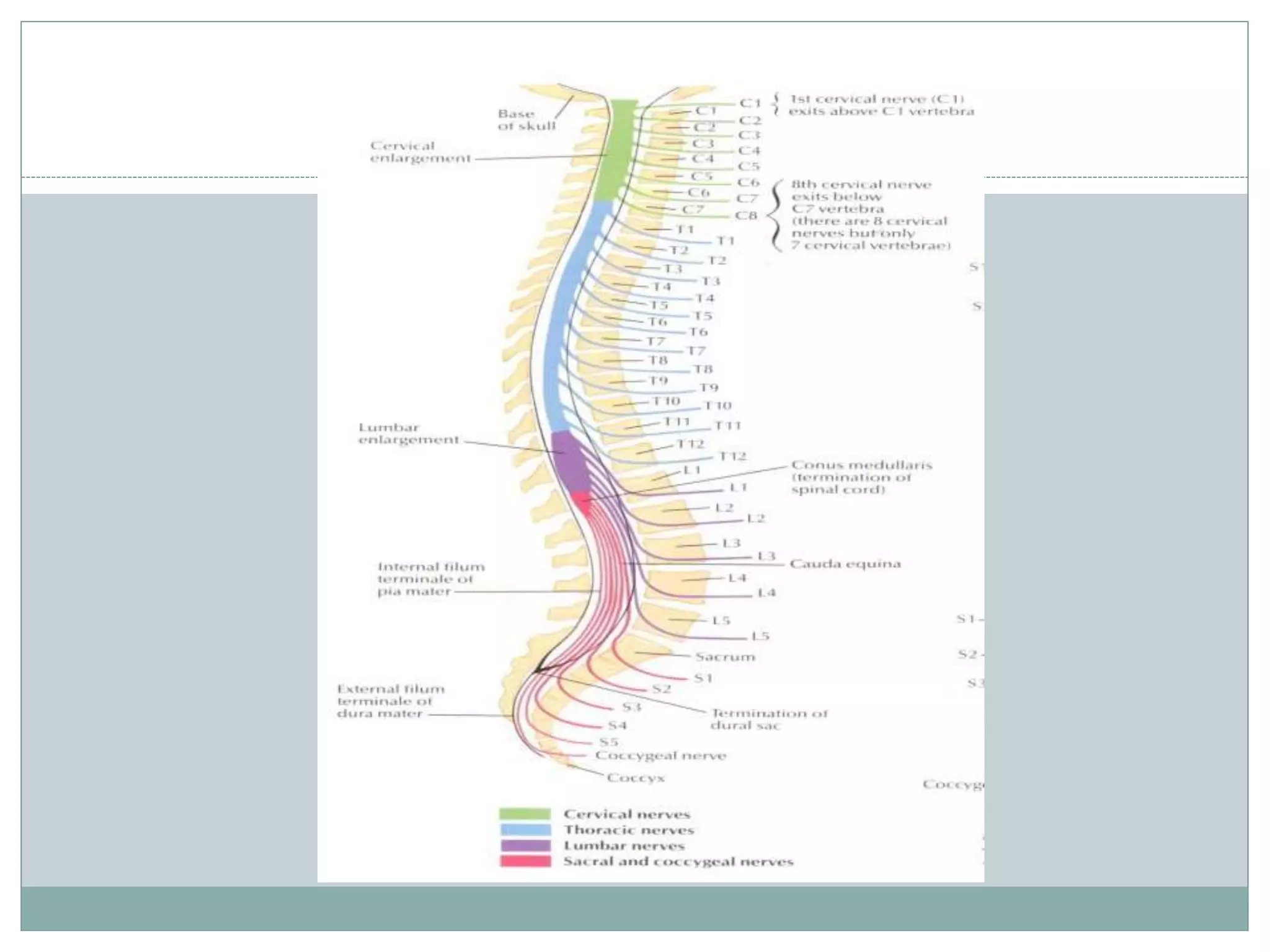 Anatomi sistem saraf perifer | PPTX