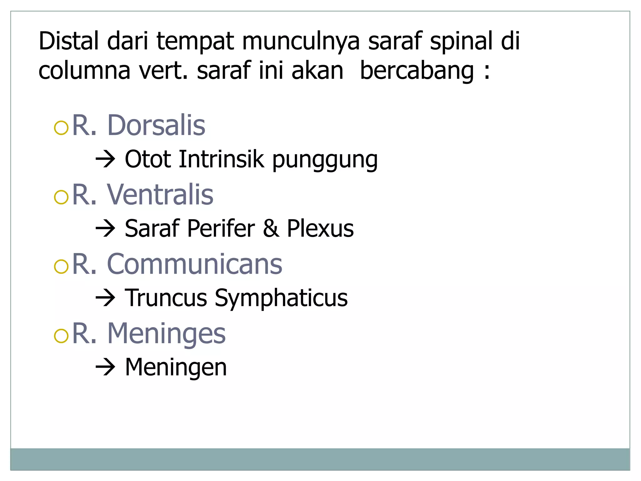 Anatomi sistem saraf perifer | PPTX