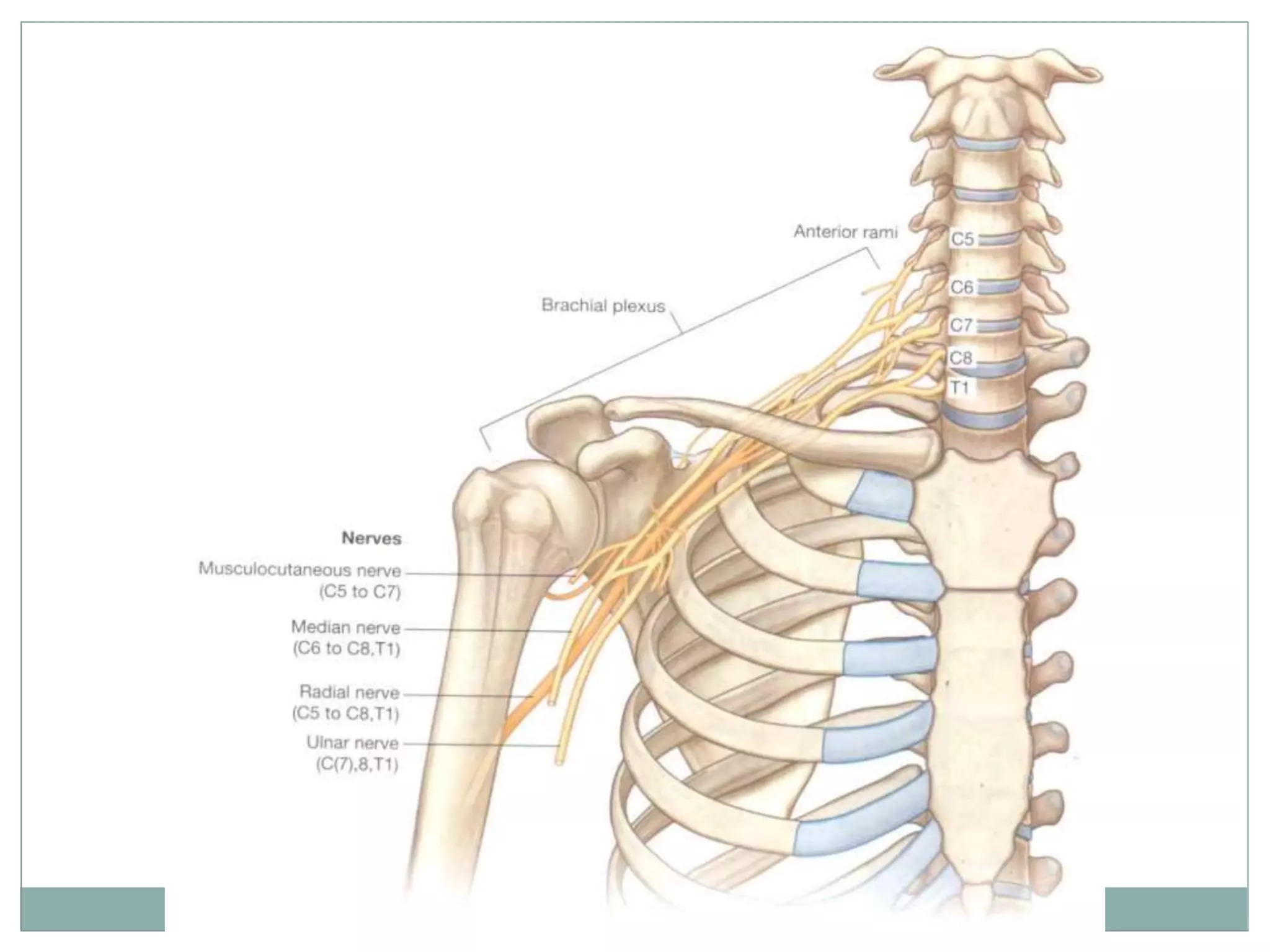 Anatomi sistem saraf perifer | PPTX