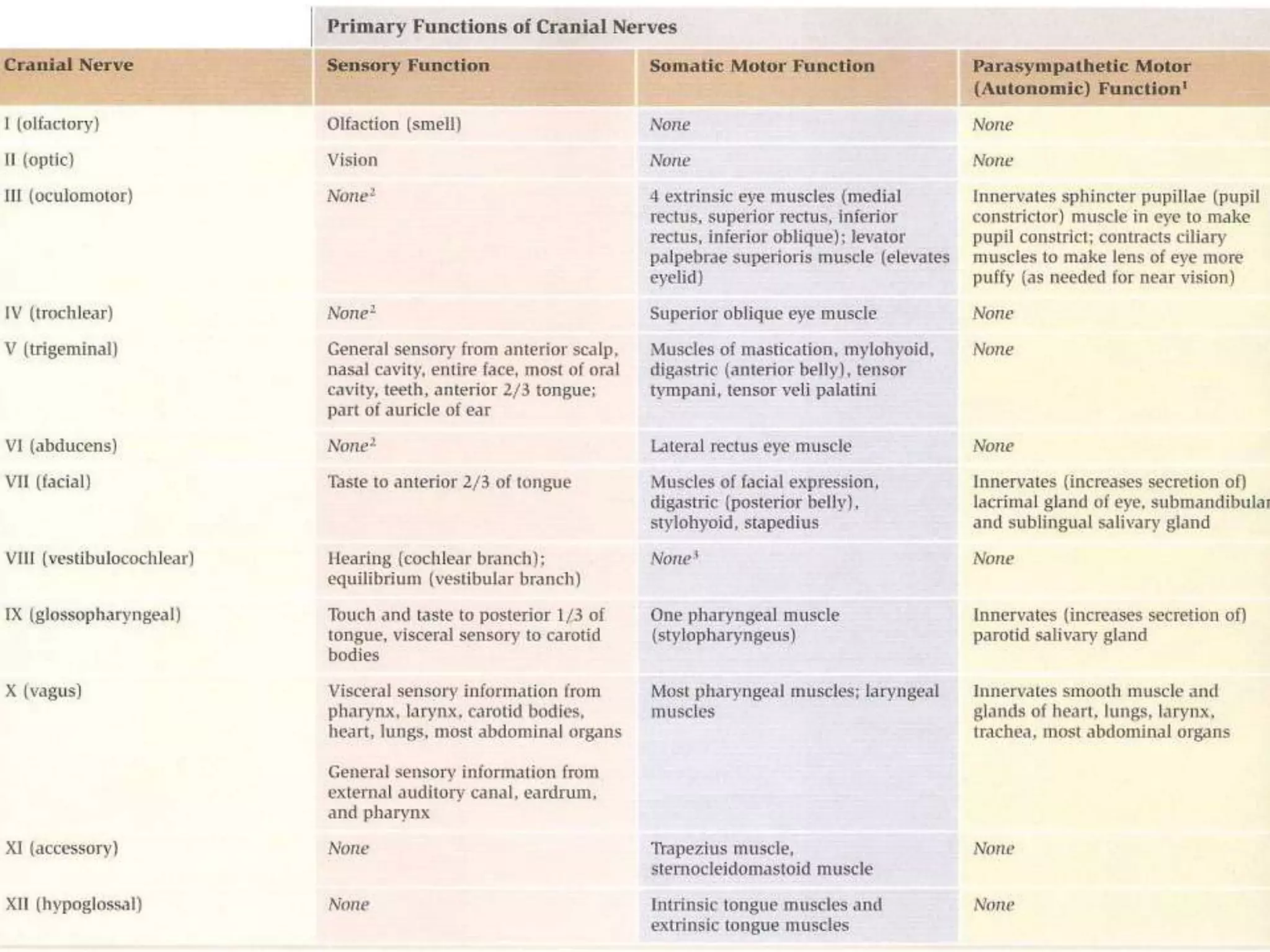 Anatomi sistem saraf perifer | PPTX