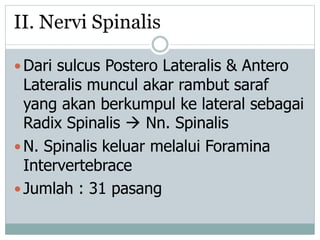 Anatomi sistem saraf perifer | PPTX