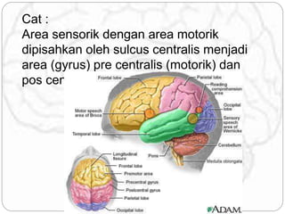 Anatomi sistem saraf pusat | PPTX