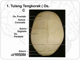 Anatomi sistem saraf pusat | PPTX