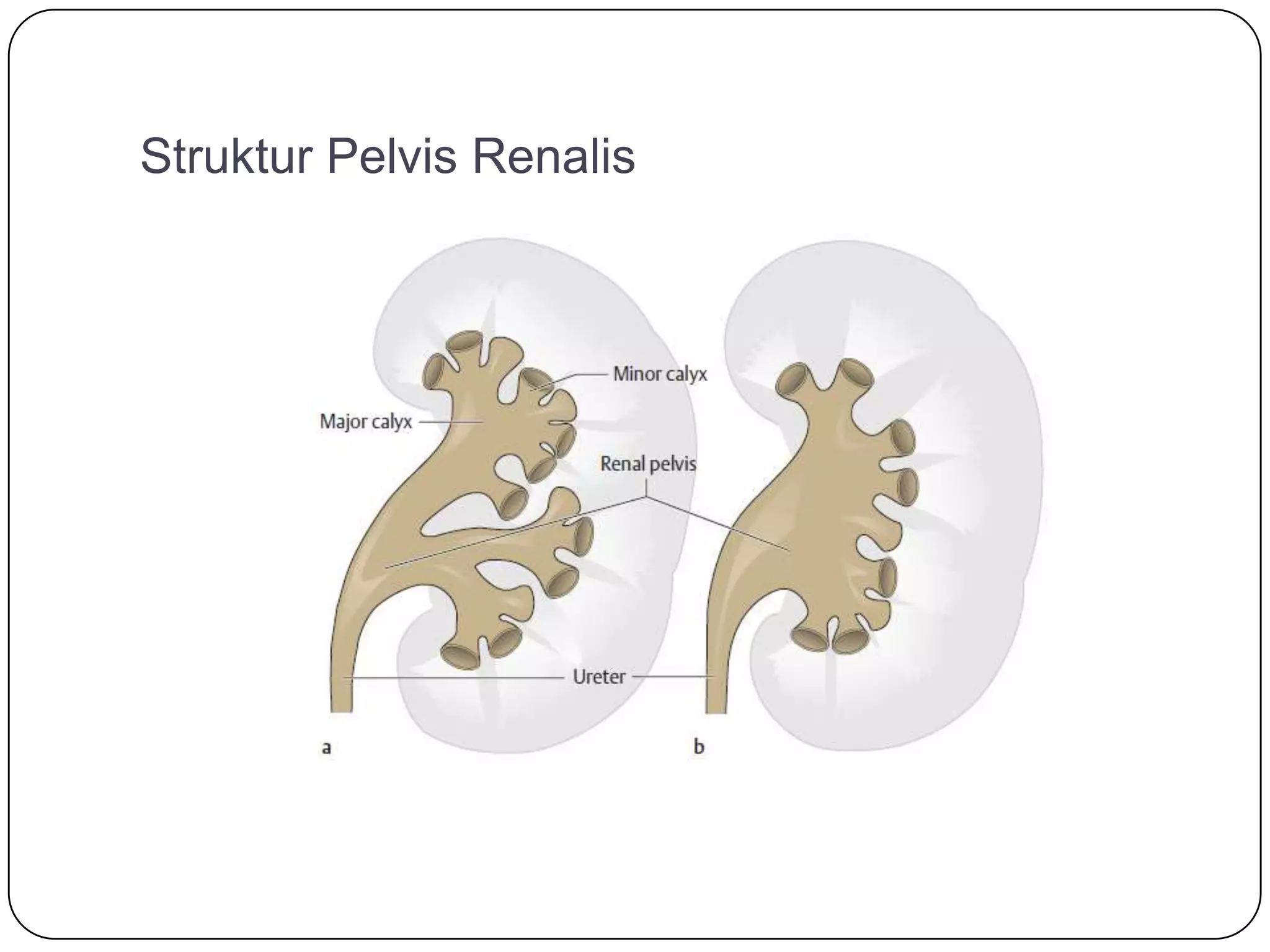 Anatomi sistem urinaria | PPT