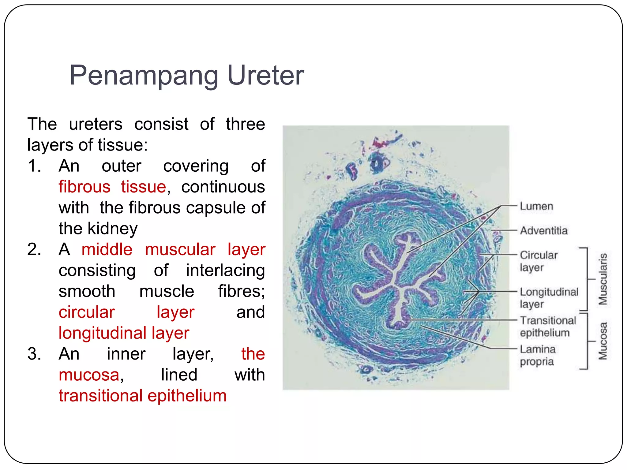 Anatomi sistem urinaria | PPT