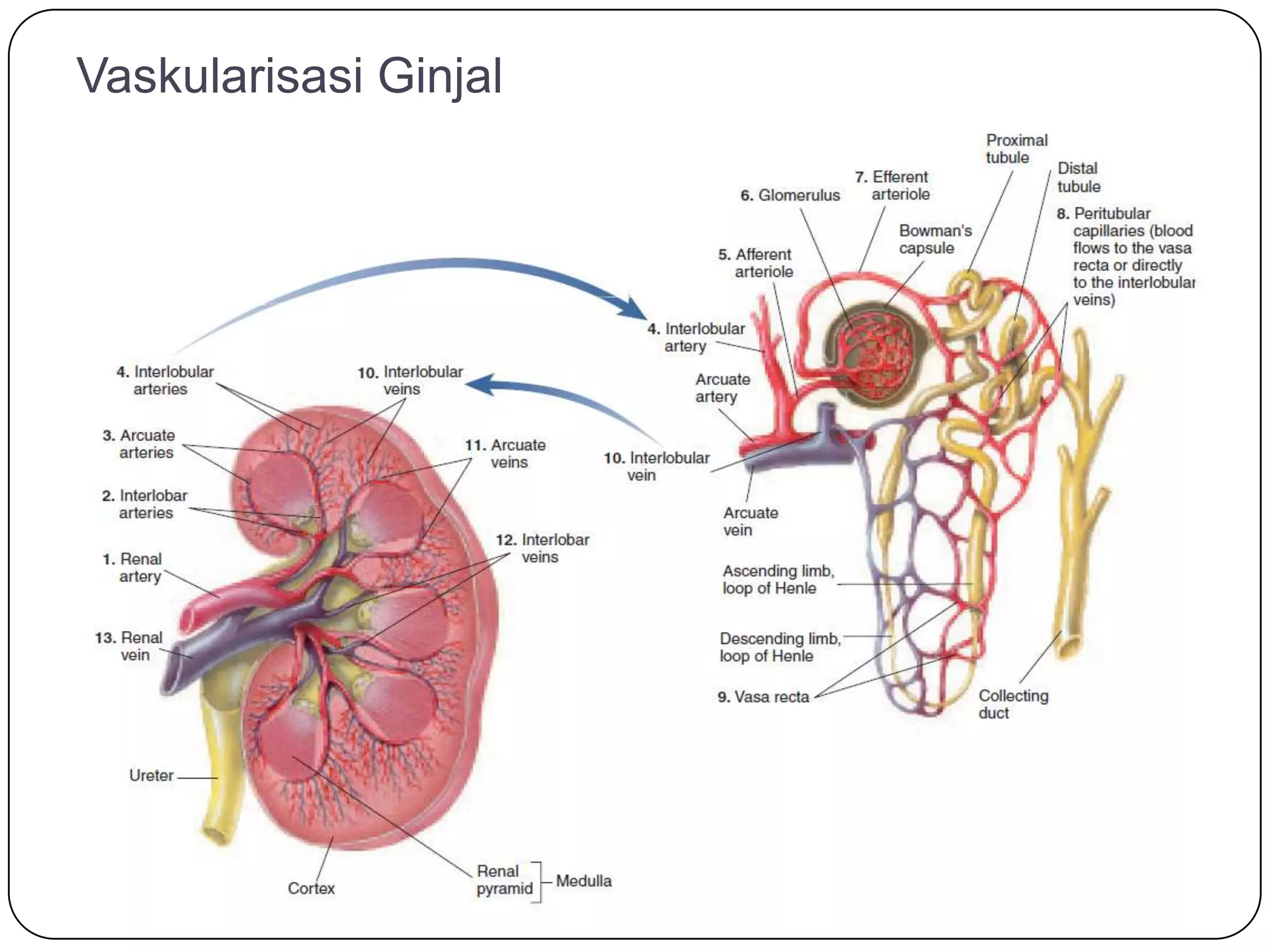 Anatomi sistem urinaria | PPT