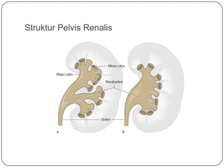Anatomi sistem urinaria | PPT