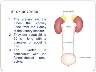 Anatomi sistem urinaria | PPT
