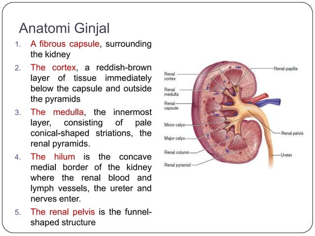 Anatomi sistem urinaria | PPT