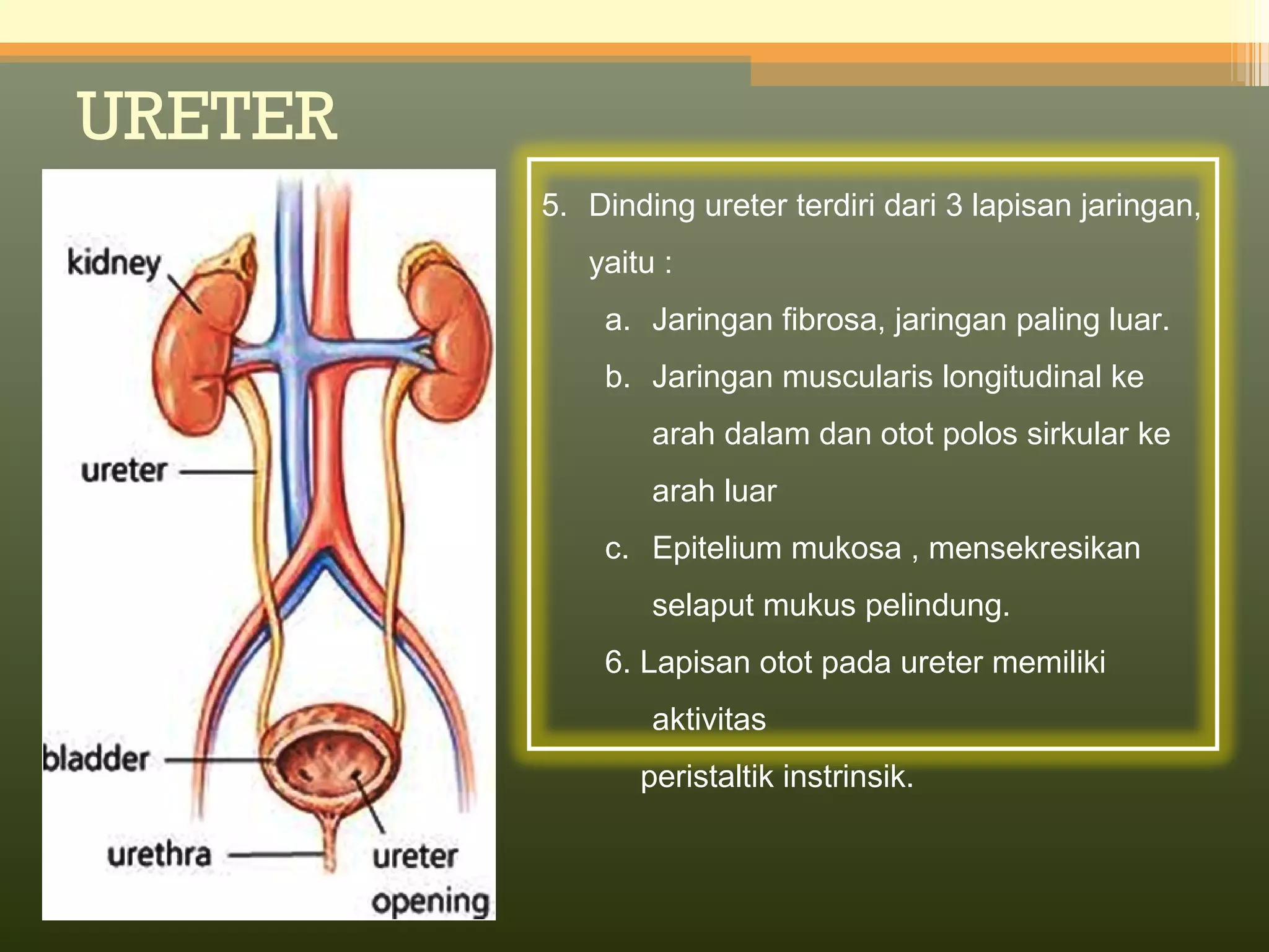 Anatomi Sistem Urinaria | PPT