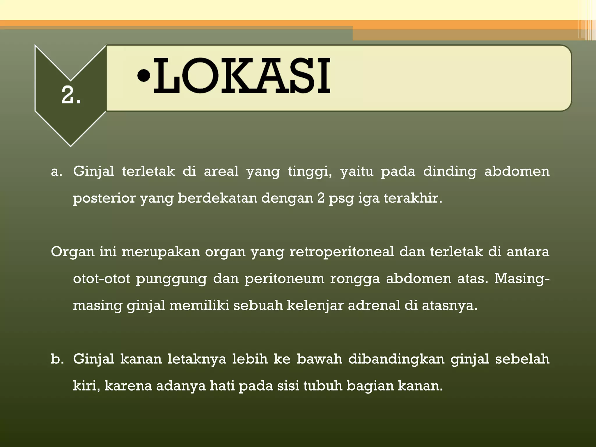 Anatomi Sistem Urinaria | PPT