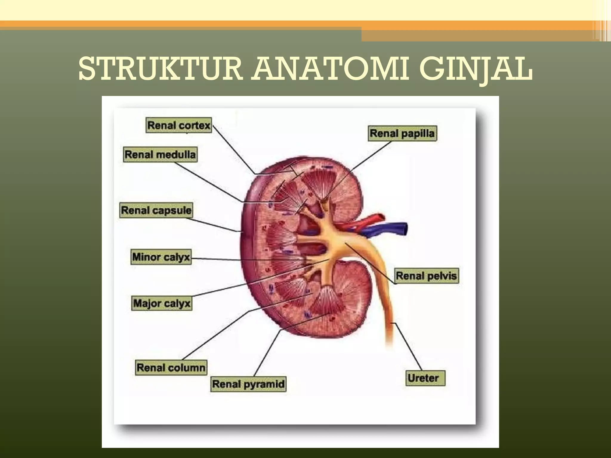 Anatomi Sistem Urinaria | PPT