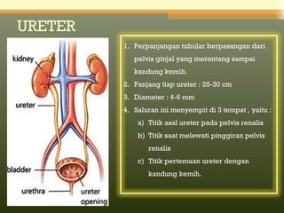 Anatomi Sistem Urinaria | PPT
