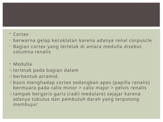 anatomi sist urinary. genital urinari sistem | PPTX