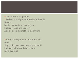 anatomi sist urinary. genital urinari sistem | PPTX
