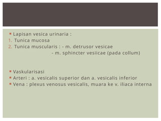 anatomi sist urinary. genital urinari sistem | PPTX