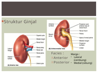 anatomi sist urinary. genital urinari sistem | PPTX