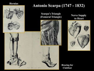 Anatomists and their art | PPT