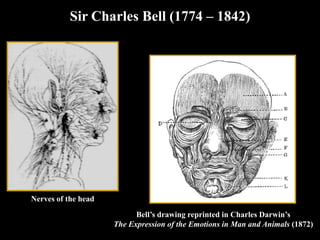 Anatomists and their art | PPT