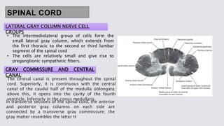 Anatomi Susunan Saraf Pusat - Bony (BS).pptx