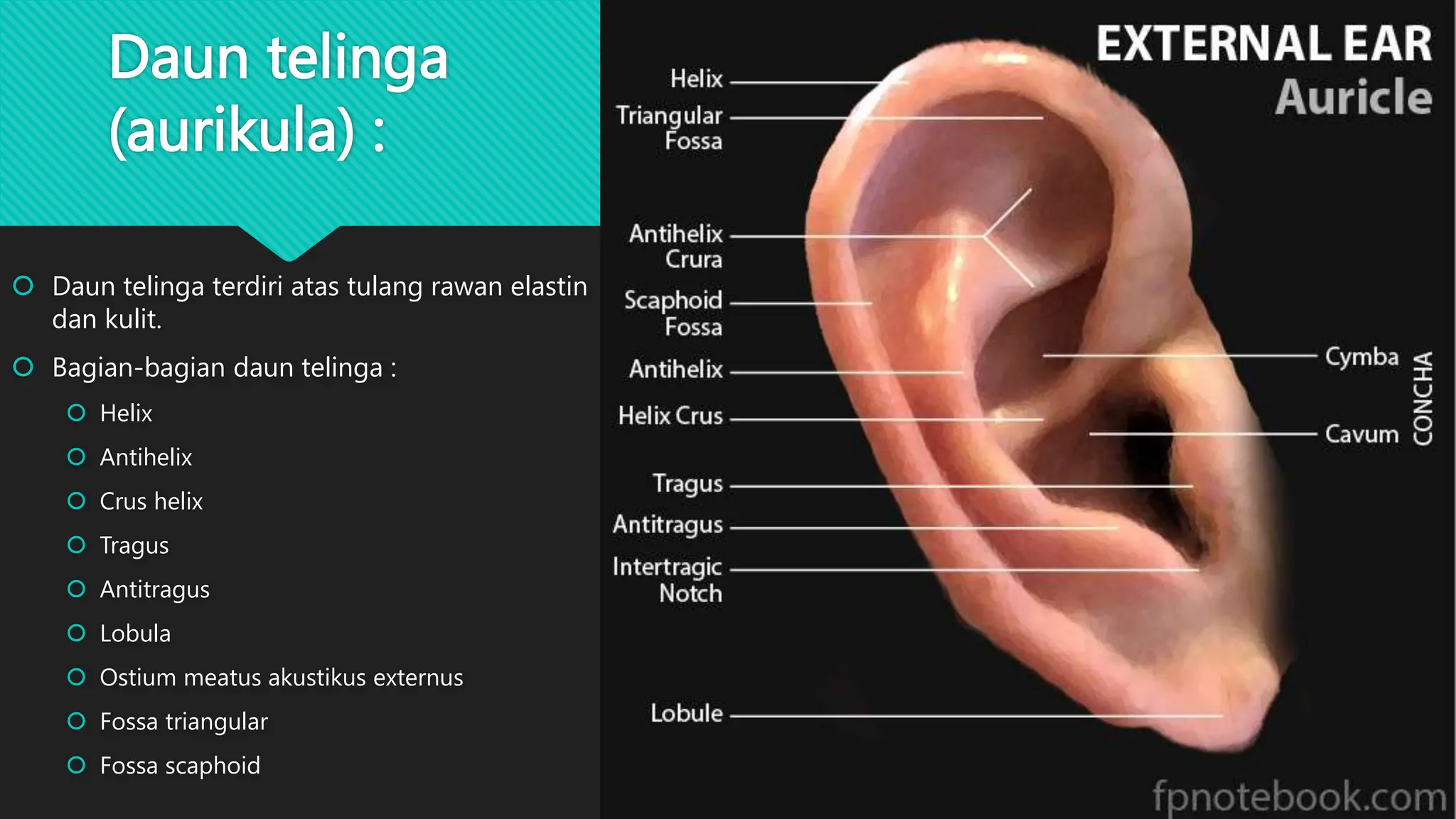 Anatomi Telinga.pptx