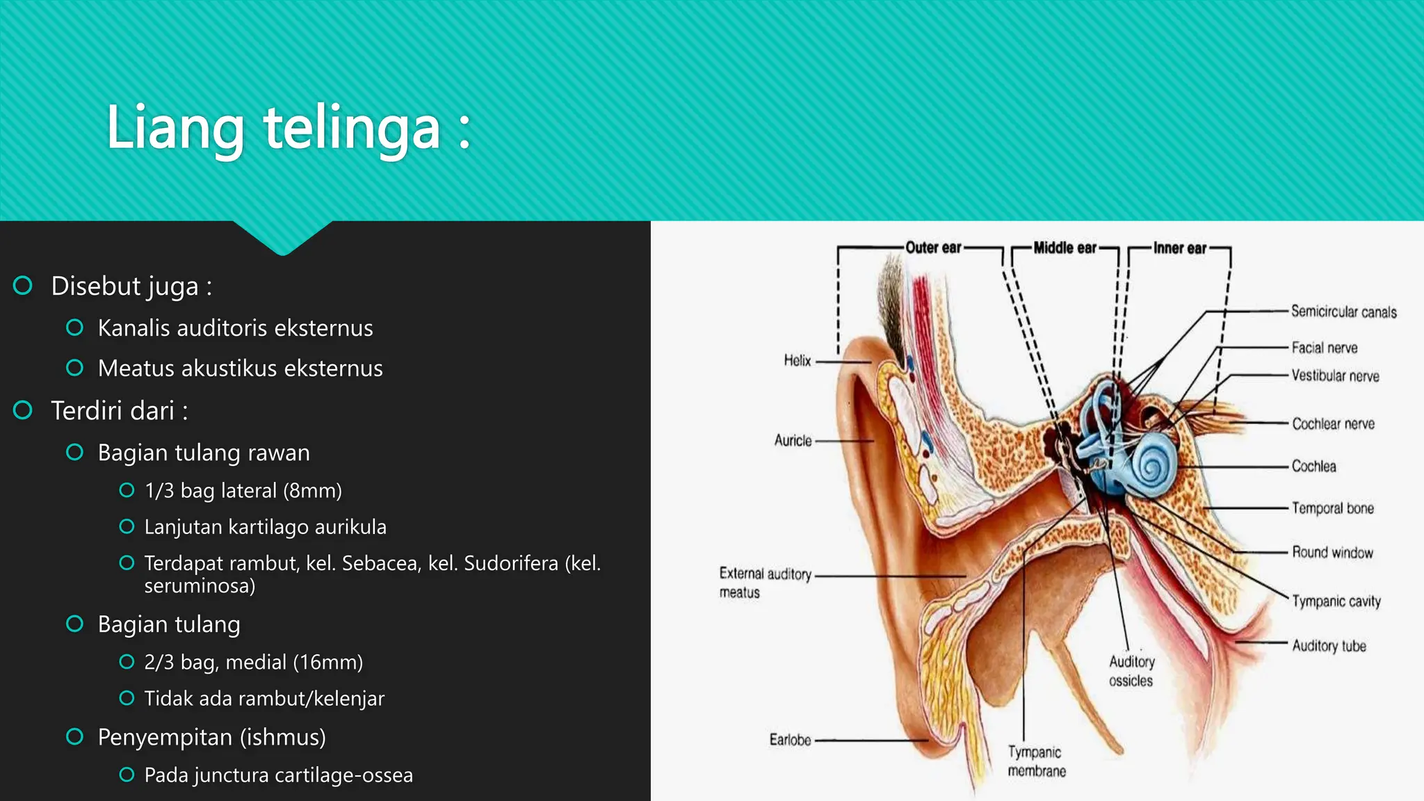Anatomi Telinga.pptx