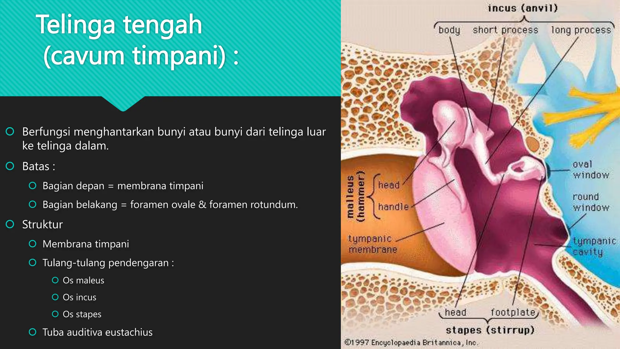 Anatomi Telinga.pptx