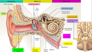 Anatomi Telinga.pptx