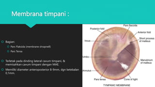 Anatomi Telinga.pptx