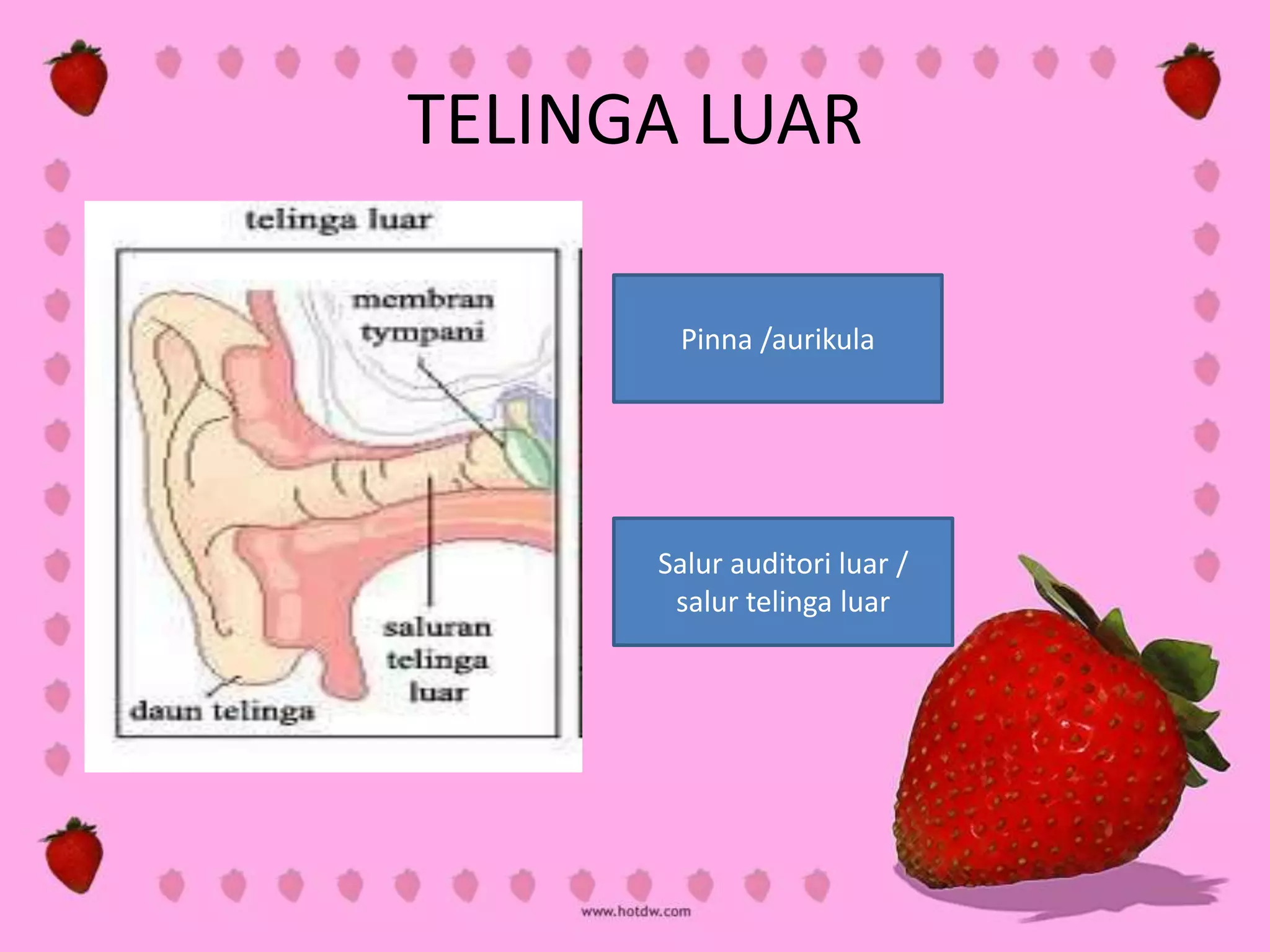 Anatomi telinga luar & tengah | PPTX