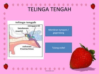 Anatomi telinga luar & tengah | PPTX