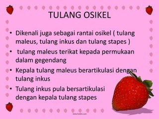 Anatomi telinga luar & tengah | PPTX