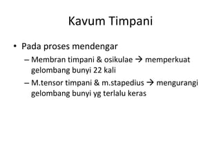 Anatomi telinga tengah ruptur mt oma | PPT