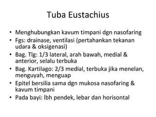 Anatomi telinga tengah ruptur mt oma | PPT