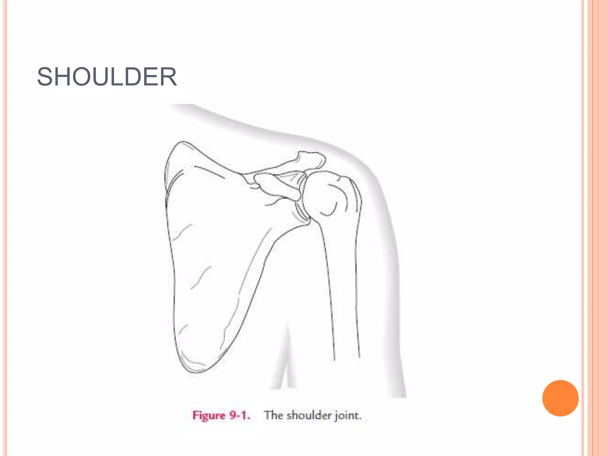 Anatomi Terapan Pada Bahu dan Lengan Atas | PPTX