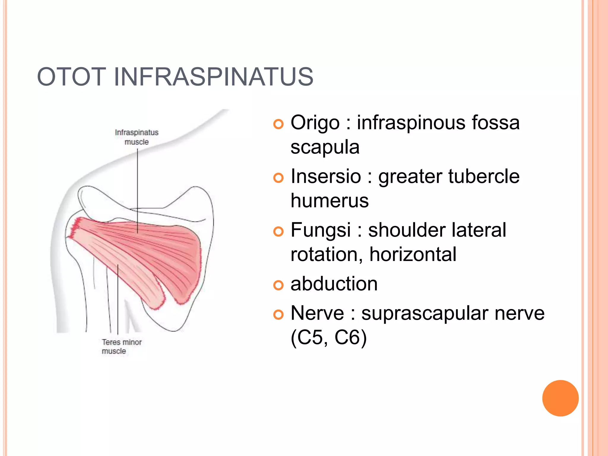 Anatomi Terapan Pada Bahu dan Lengan Atas | PPTX