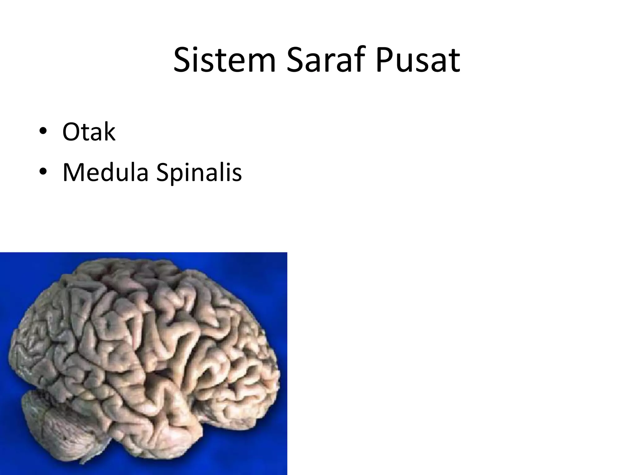 Anatomi terapan sistem saraf pusat | PPTX