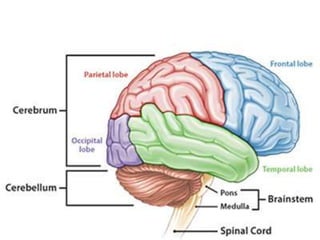 Anatomi terapan sistem saraf pusat | PPTX