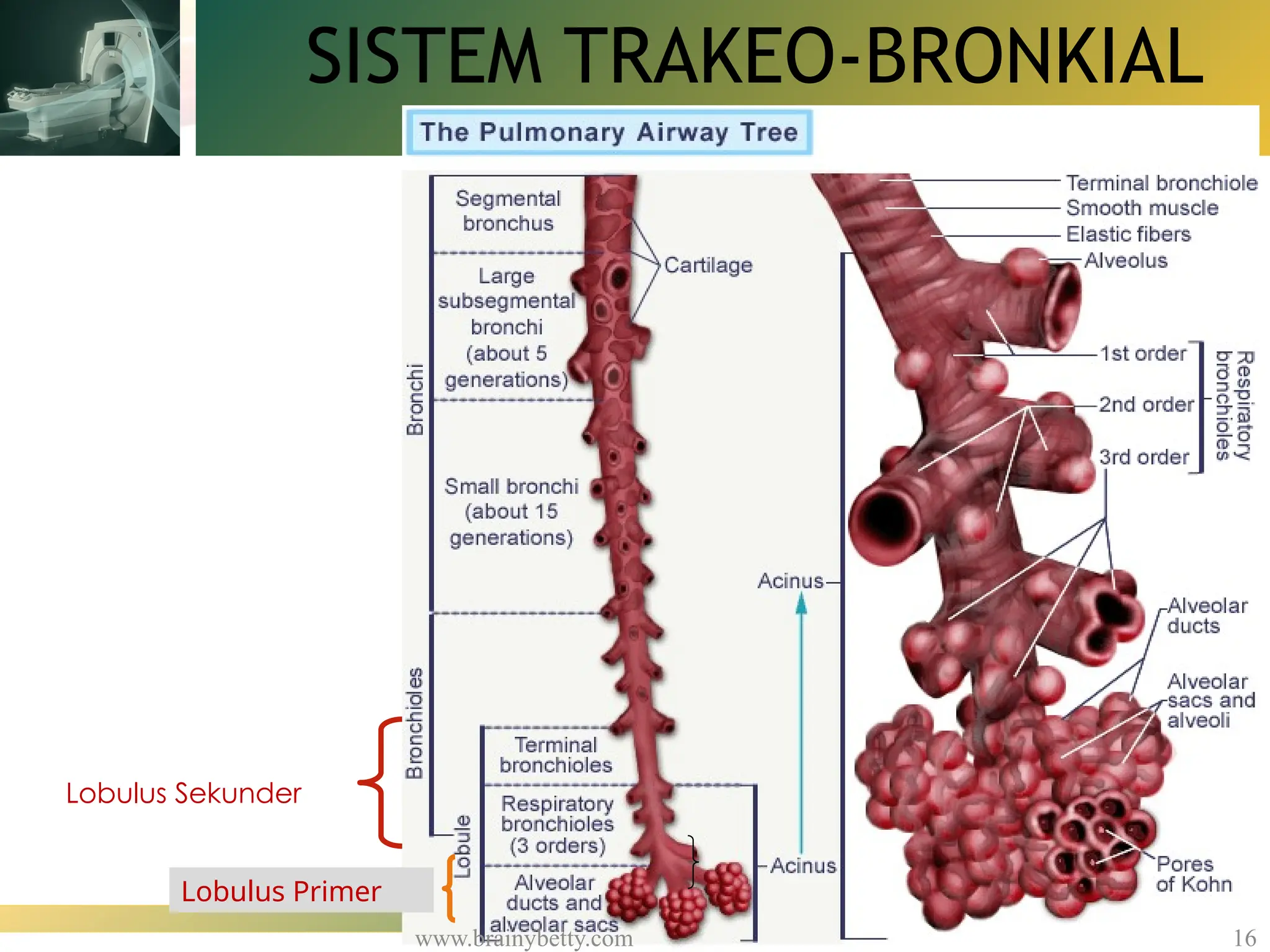 ANATOMI THORAKS Basic for Radiologi.pptx