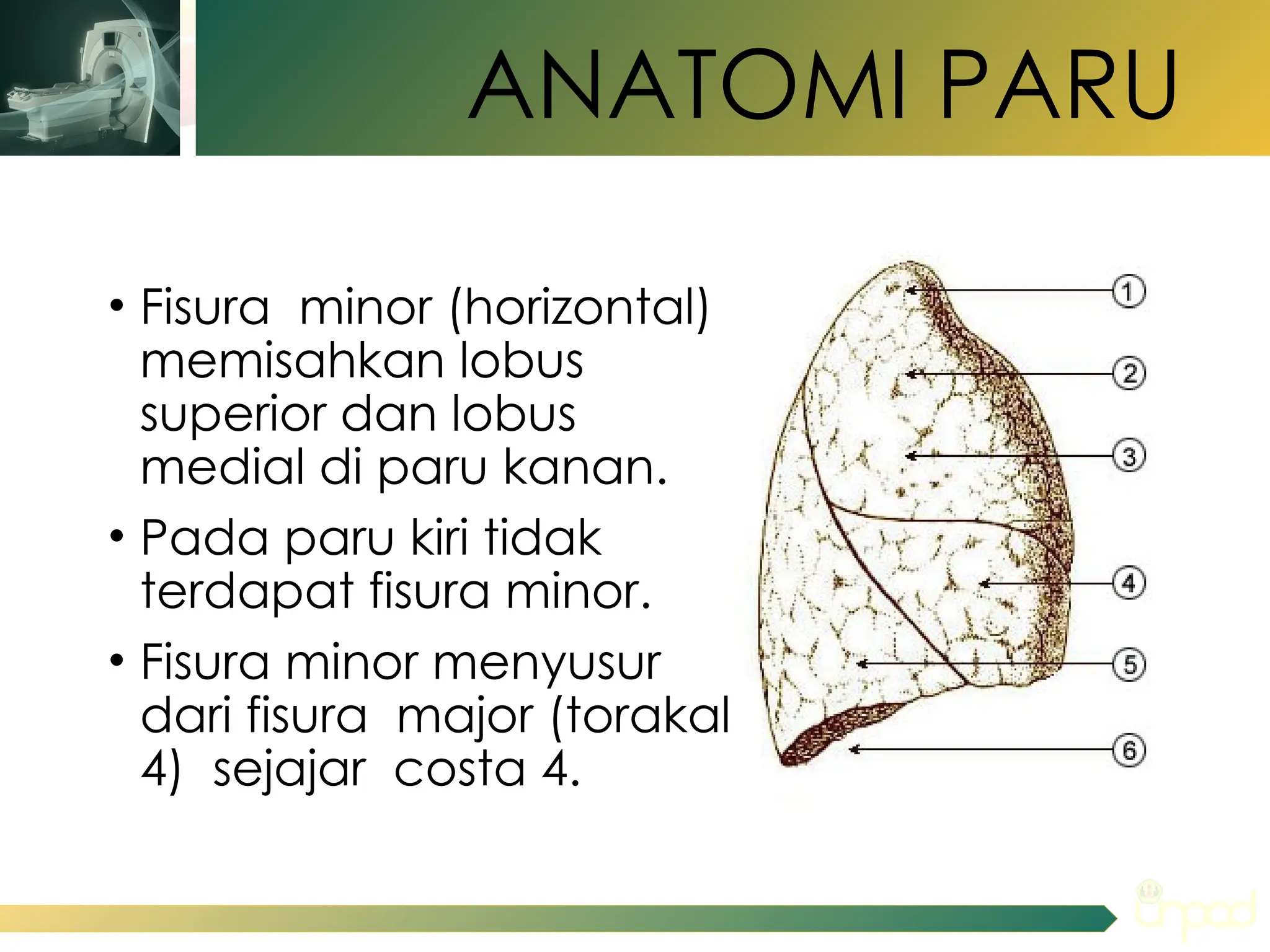 ANATOMI THORAKS Basic for Radiologi.pptx