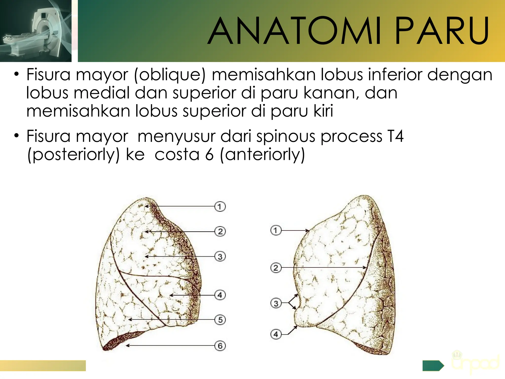 ANATOMI THORAKS Basic for Radiologi.pptx