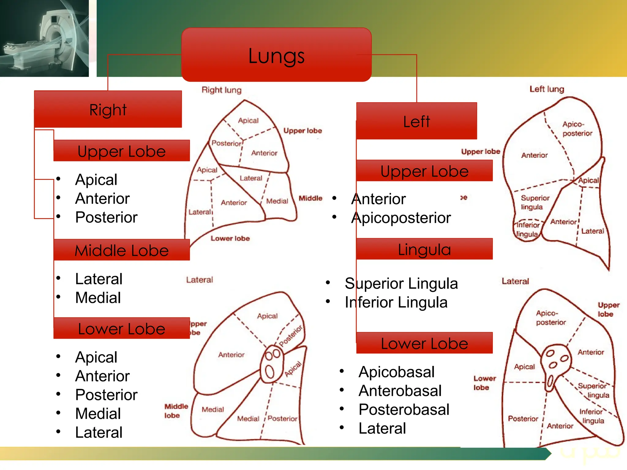 ANATOMI THORAKS Basic for Radiologi.pptx