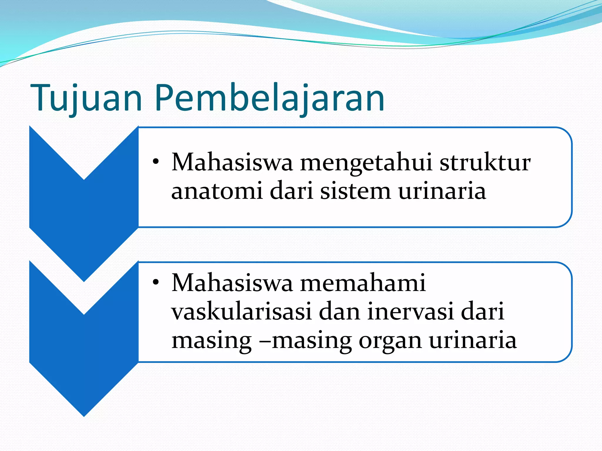 Anatomi traktus urinarius | PPTX