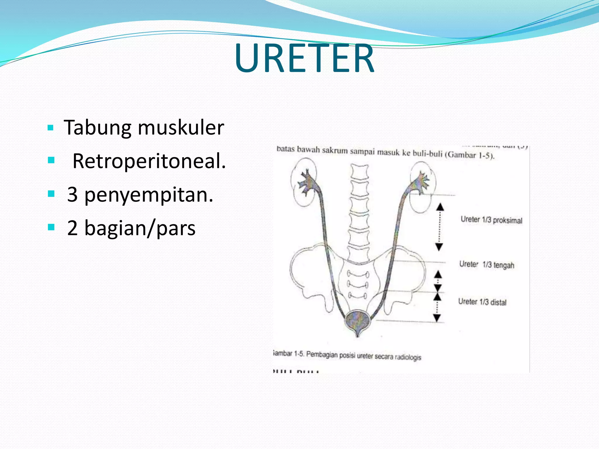 Anatomi traktus urinarius | PPTX